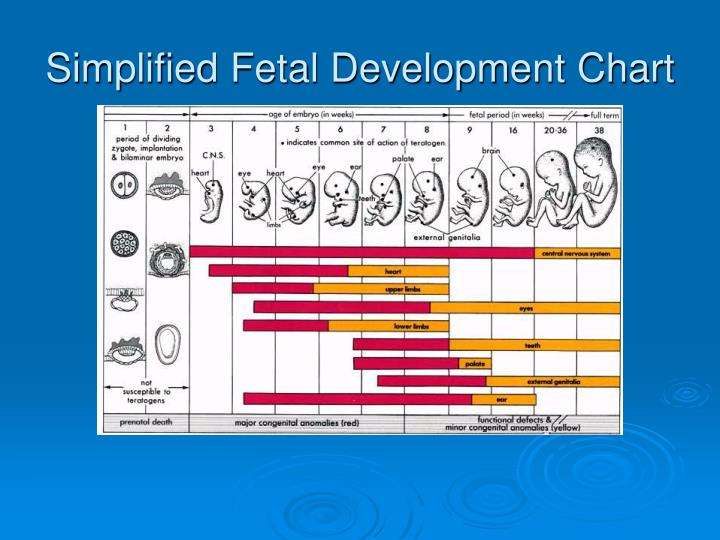 Fetal Development Chart PDF