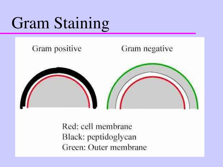 PPT - Kingdom Eubacteria PowerPoint Presentation - ID:199907