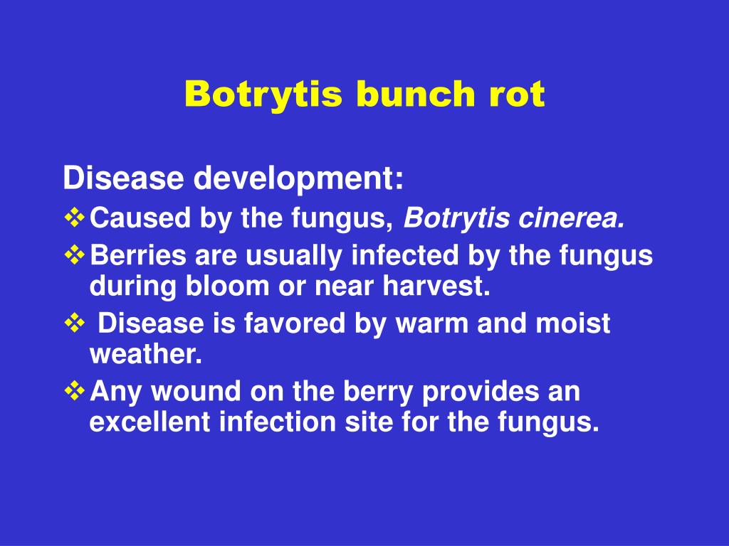 PPT - Plant Health Management for Backyard Grape Plantings PowerPoint ...