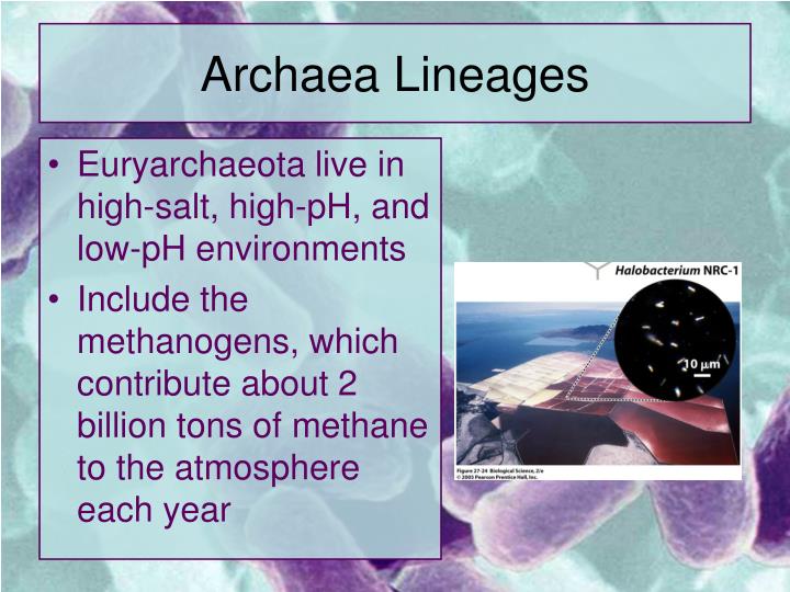 PPT - Bacteria and Archaea PowerPoint Presentation - ID:202449