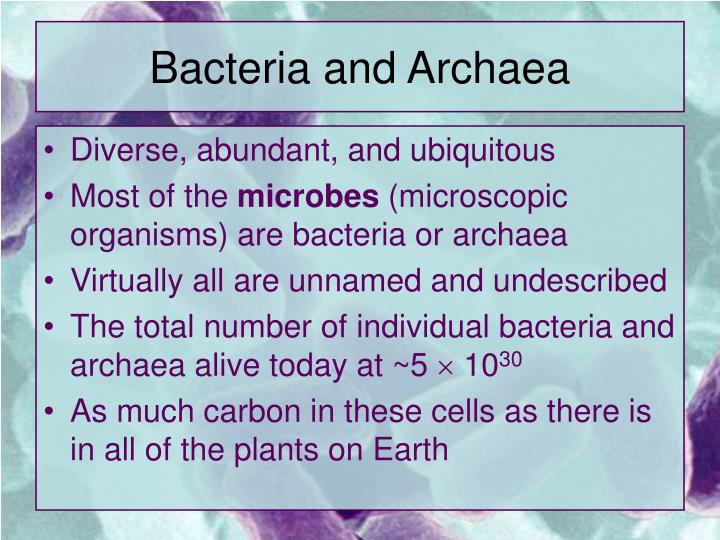 Ppt Comparing Bacteria And Archaea Powerpoint Presentation Free