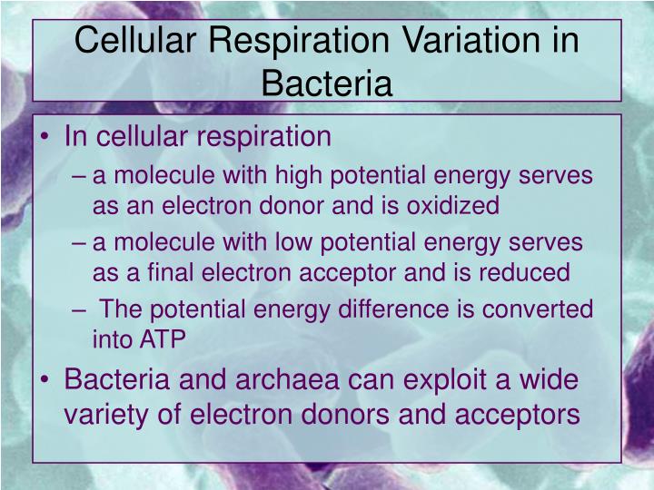 PPT - Bacteria and Archaea PowerPoint Presentation - ID:202449