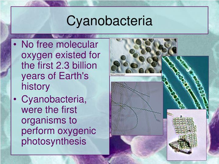 PPT - Bacteria and Archaea PowerPoint Presentation - ID:202449