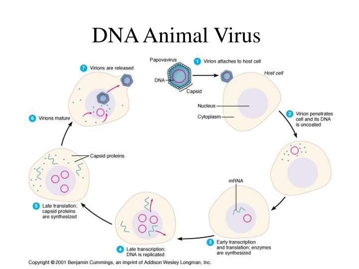 PPT - Bacteriophage Life Cycle PowerPoint Presentation - ID:202492