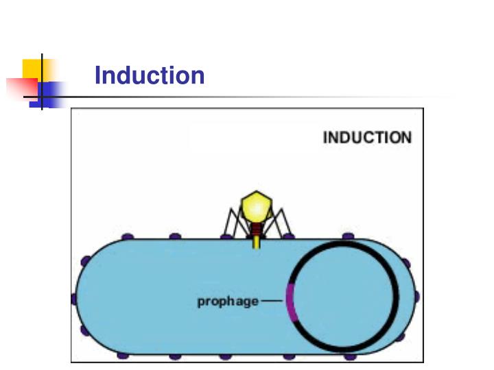PPT - Chapter 4 bacteriophage PowerPoint Presentation - ID:202497