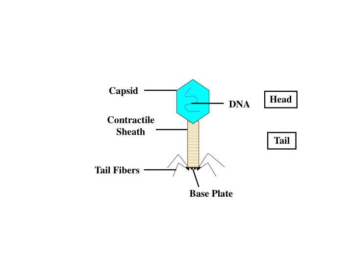PPT - Chapter 4 bacteriophage PowerPoint Presentation - ID:202497