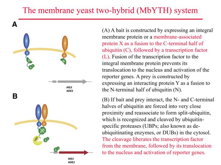 PPT - Genetic Model Systems : Yeast PowerPoint Presentation - ID:203314