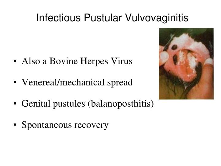 PPT - Infectious Causes Impacting Reproduction PowerPoint Presentation ...