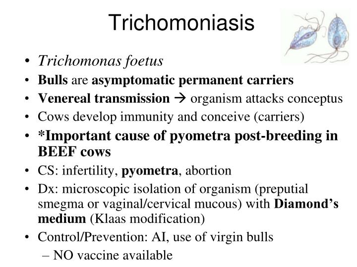 PPT - Infectious Causes Impacting Reproduction PowerPoint Presentation ...