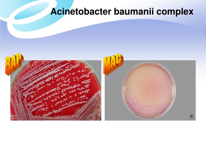 PPT - Nonfermenters PowerPoint Presentation - ID:204895