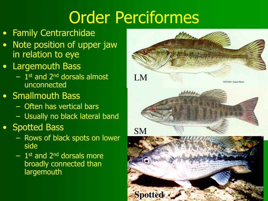 PPT - ID Tips for Fish Families and Species PowerPoint Presentation ...