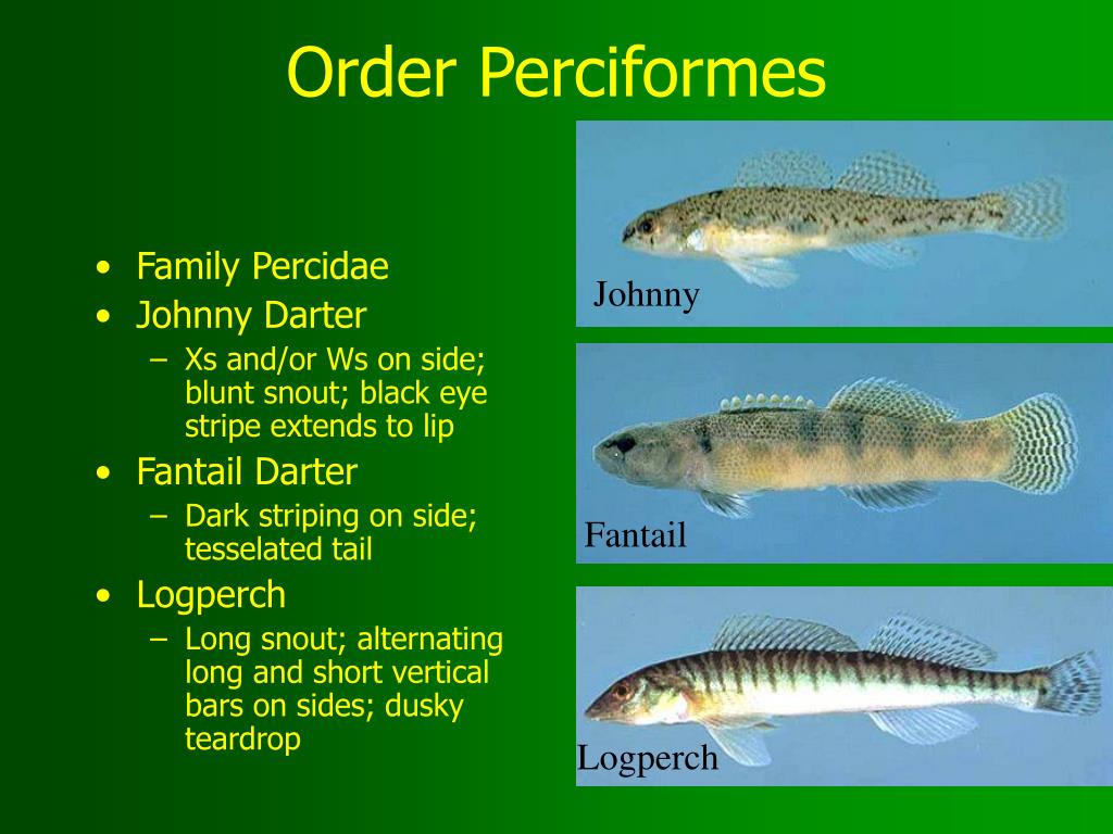 PPT - ID Tips for Fish Families and Species PowerPoint Presentation ...