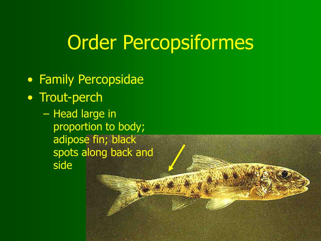 PPT - ID Tips for Fish Families and Species PowerPoint Presentation ...