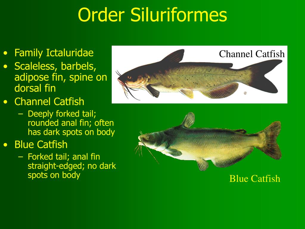 PPT - ID Tips for Fish Families and Species PowerPoint Presentation ...