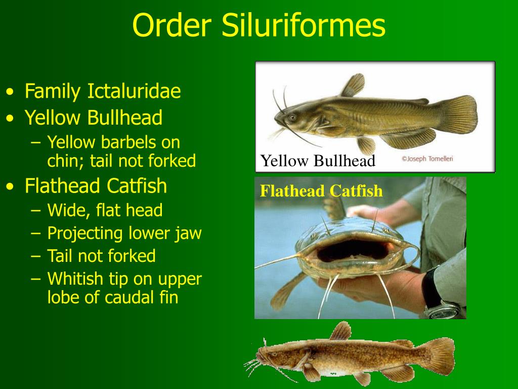 PPT - ID Tips for Fish Families and Species PowerPoint Presentation ...