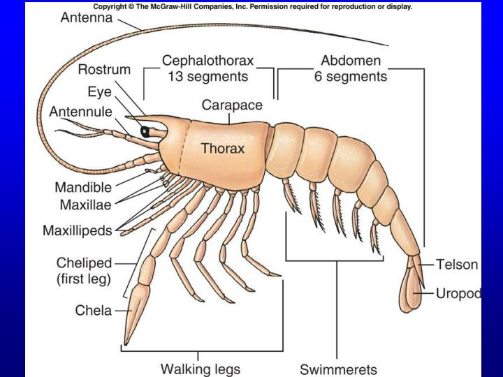 Crustaceans Characteristics