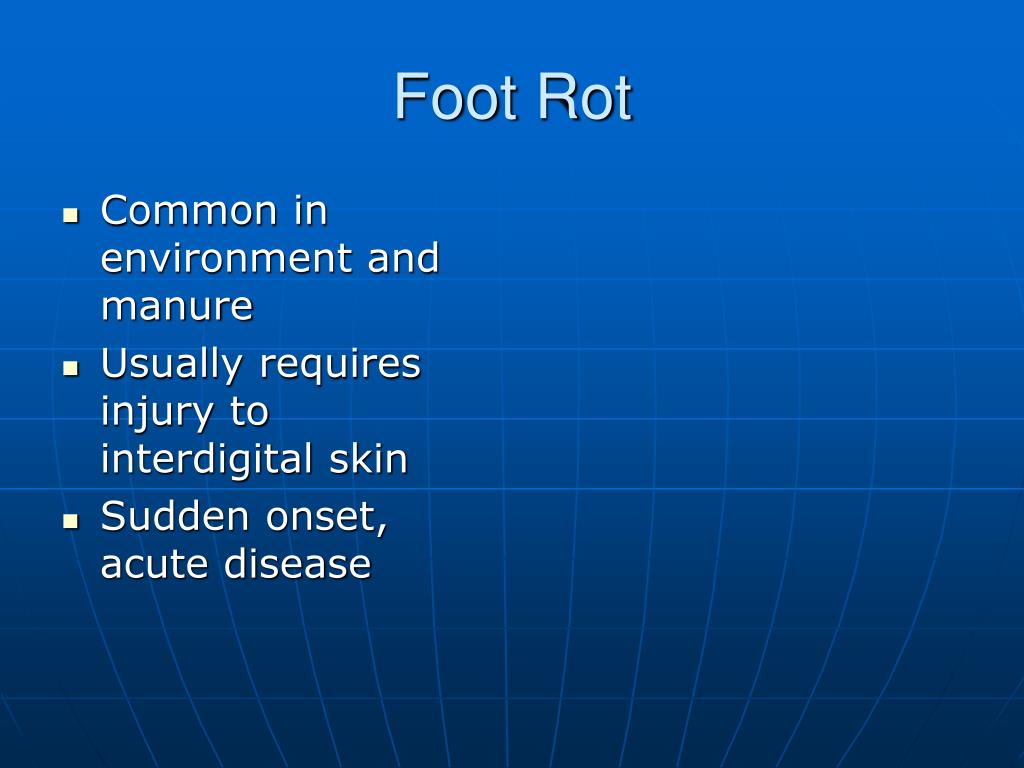 PPT - Treatments of infectious bovine hoof diseases PowerPoint ...