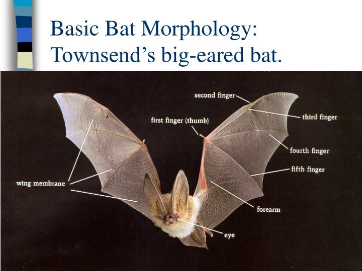 PPT - Chiroptera & Evolution of Flight PowerPoint Presentation - ID:208458