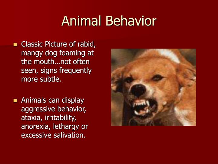 PPT - RABIES PowerPoint Presentation - ID:208460