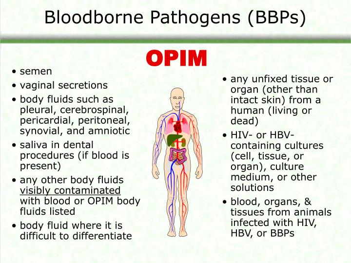 PPT - What Are Bloodborne Pathogens? PowerPoint Presentation - ID:208676