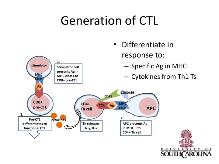 PPT - Cell-cell interactions in immune responses PowerPoint ...