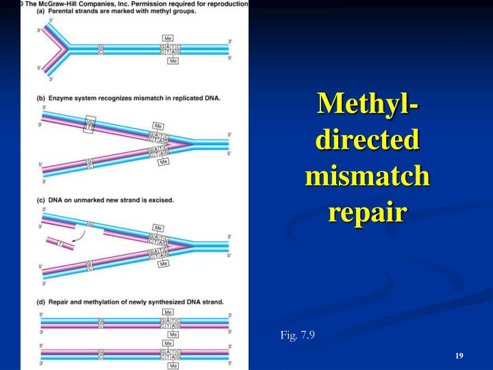 PPT - Anatomy and Function of a Gene PowerPoint Presentation - ID:209588
