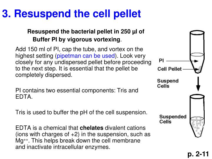 PPT - Lecture 2: Vectors, cDNA Libraries, & Plasmid Minipreps ...