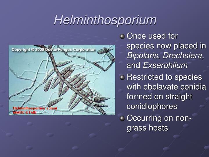 PPT - Loculoascomycetes PowerPoint Presentation - ID:209880