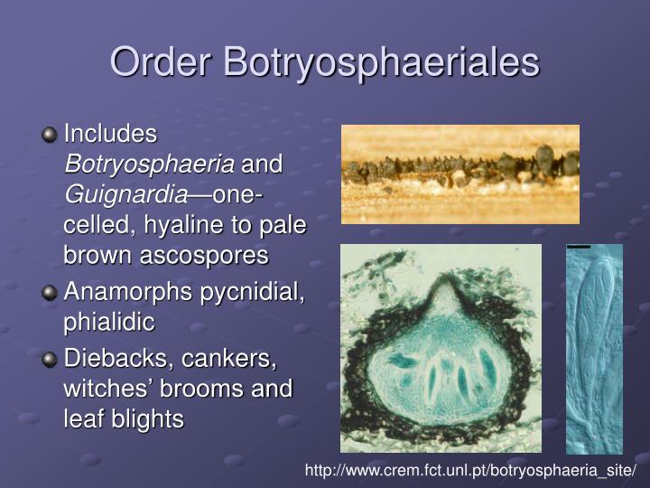 PPT - Loculoascomycetes PowerPoint Presentation - ID:209880