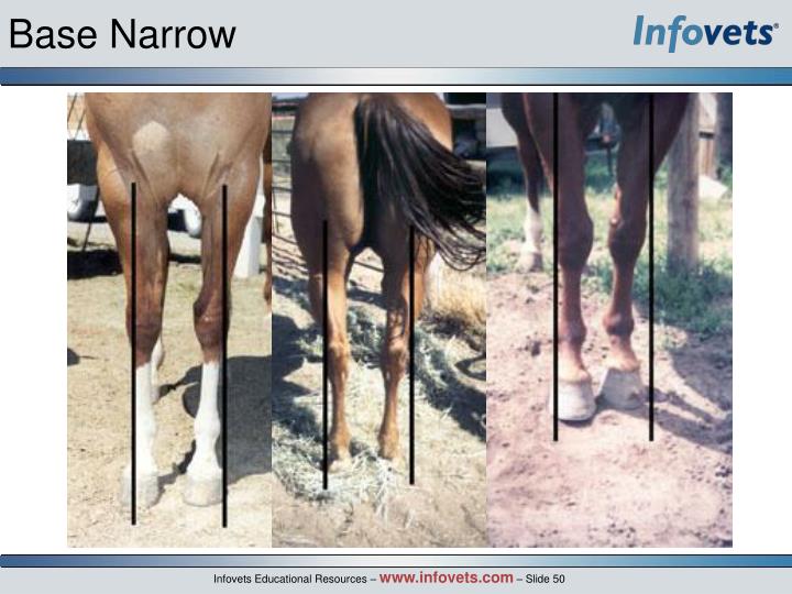 What Is The Meaning Of Narrow Base at Ann Kennedy blog