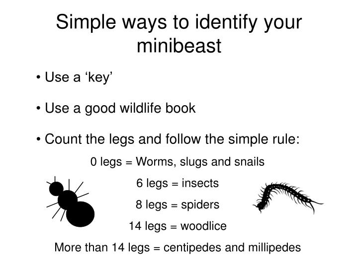PPT - Minibeasts PowerPoint Presentation - ID:210439