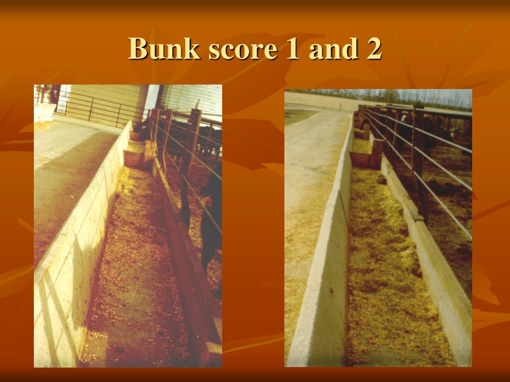 PPT - Practical Beef Nutrition and Ration Formulation PowerPoint ... PPT - Practical Beef Nutrition and Ration Formulation PowerPoint ...