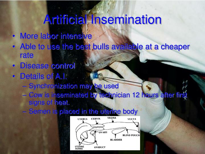 PPT - Beef Cattle Production PowerPoint Presentation - ID:211283