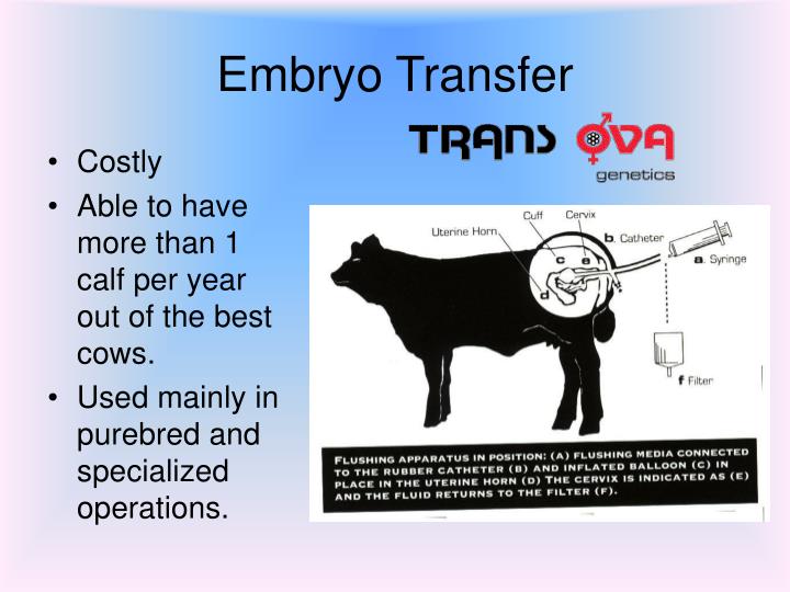 PPT - Beef Cattle Production PowerPoint Presentation - ID:211283
