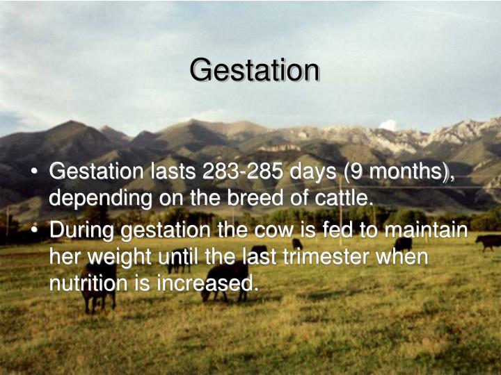 PPT - Beef Cattle Production PowerPoint Presentation - ID:211283
