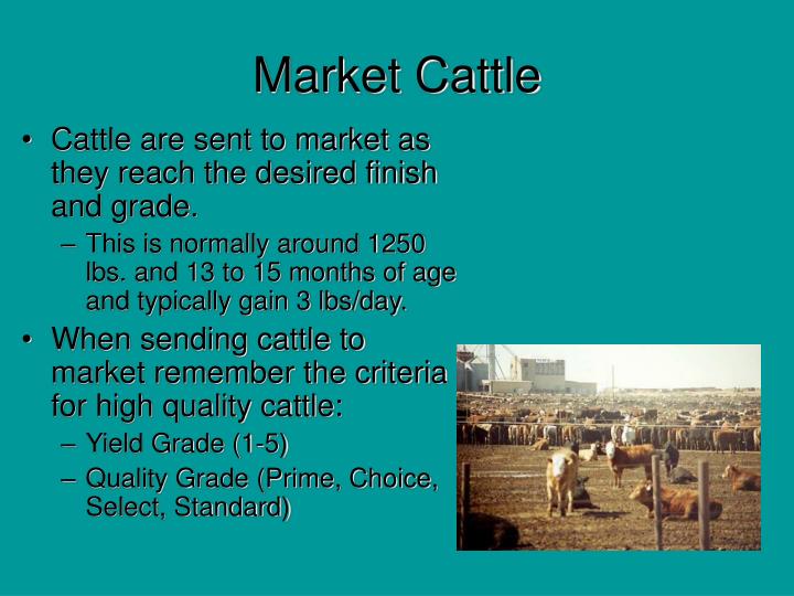 PPT - Beef Cattle Production PowerPoint Presentation - ID:211283