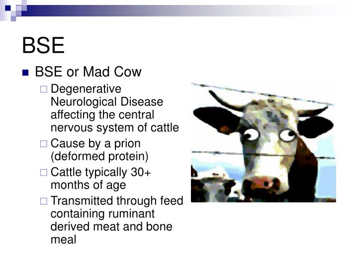 PPT - Beef Cattle Production PowerPoint Presentation - ID:211283