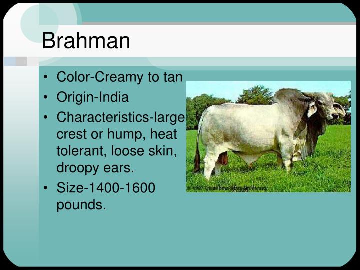 PPT - Beef Cattle Breeds PowerPoint Presentation - ID:211300