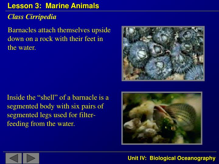 PPT - Lesson Outline PowerPoint Presentation - ID:21264