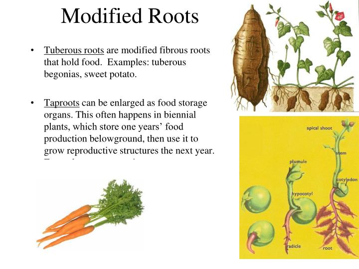 PPT - Starchy Staples PowerPoint Presentation - ID:212662