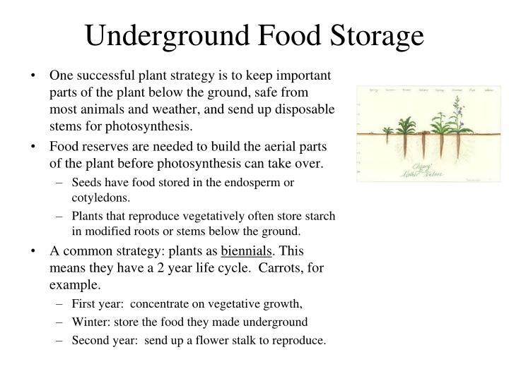 PPT - Starchy Staples PowerPoint Presentation - ID:212662