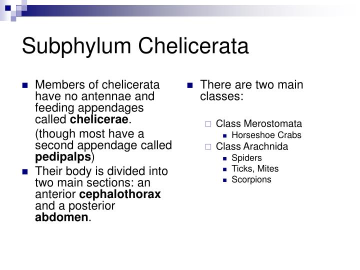 PPT - Phylum Arthropoda PowerPoint Presentation - ID:21284