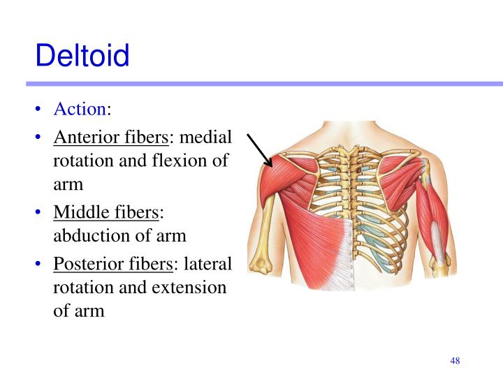 PPT - Lab Activity 11: Group I PowerPoint Presentation - ID:213993
