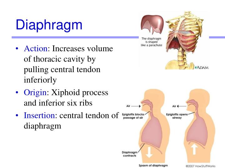 PPT - Lab Activity 11: Group I PowerPoint Presentation - ID:213993