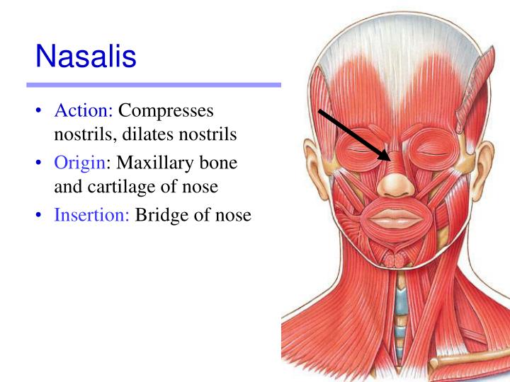 PPT - Lab Activity 11: Group I PowerPoint Presentation - ID:213993