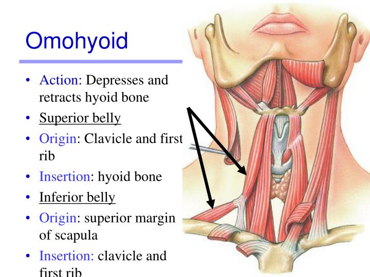 Omohyoid Origin And Insertion