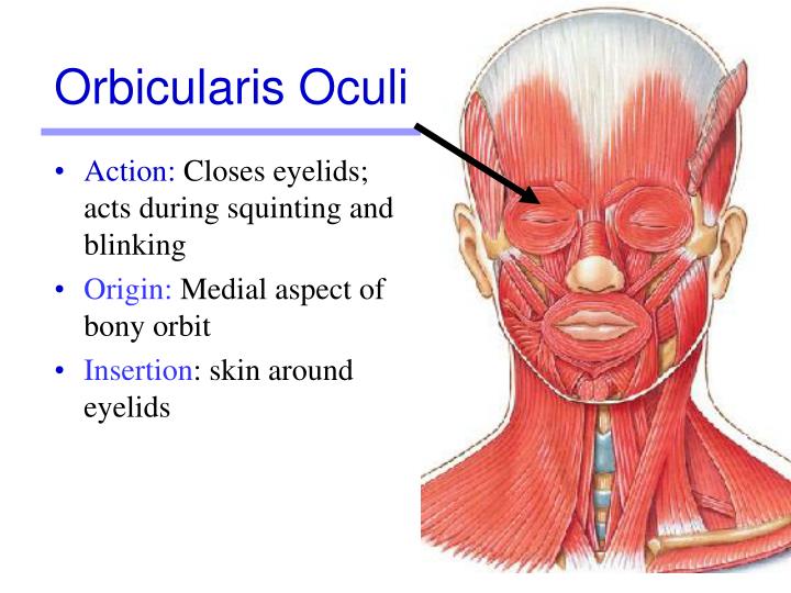 PPT - Lab Activity 11: Group I PowerPoint Presentation - ID:213993
