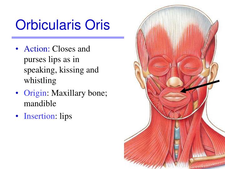 PPT - Lab Activity 11: Group I PowerPoint Presentation - ID:213993