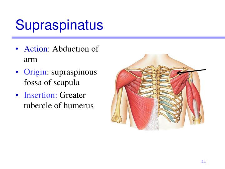 PPT - Lab Activity 11: Group I PowerPoint Presentation - ID:213993