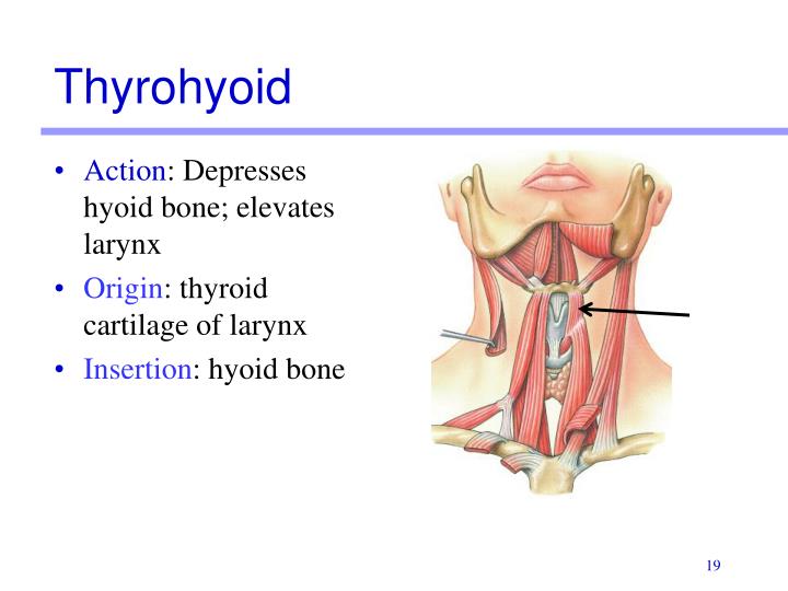 PPT - Lab Activity 11: Group I PowerPoint Presentation - ID:213993